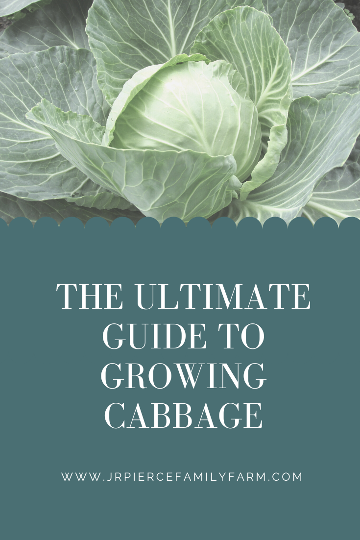 Cabbage Planting: Everything You Need to Know for a Bumper Crop — J&R ...