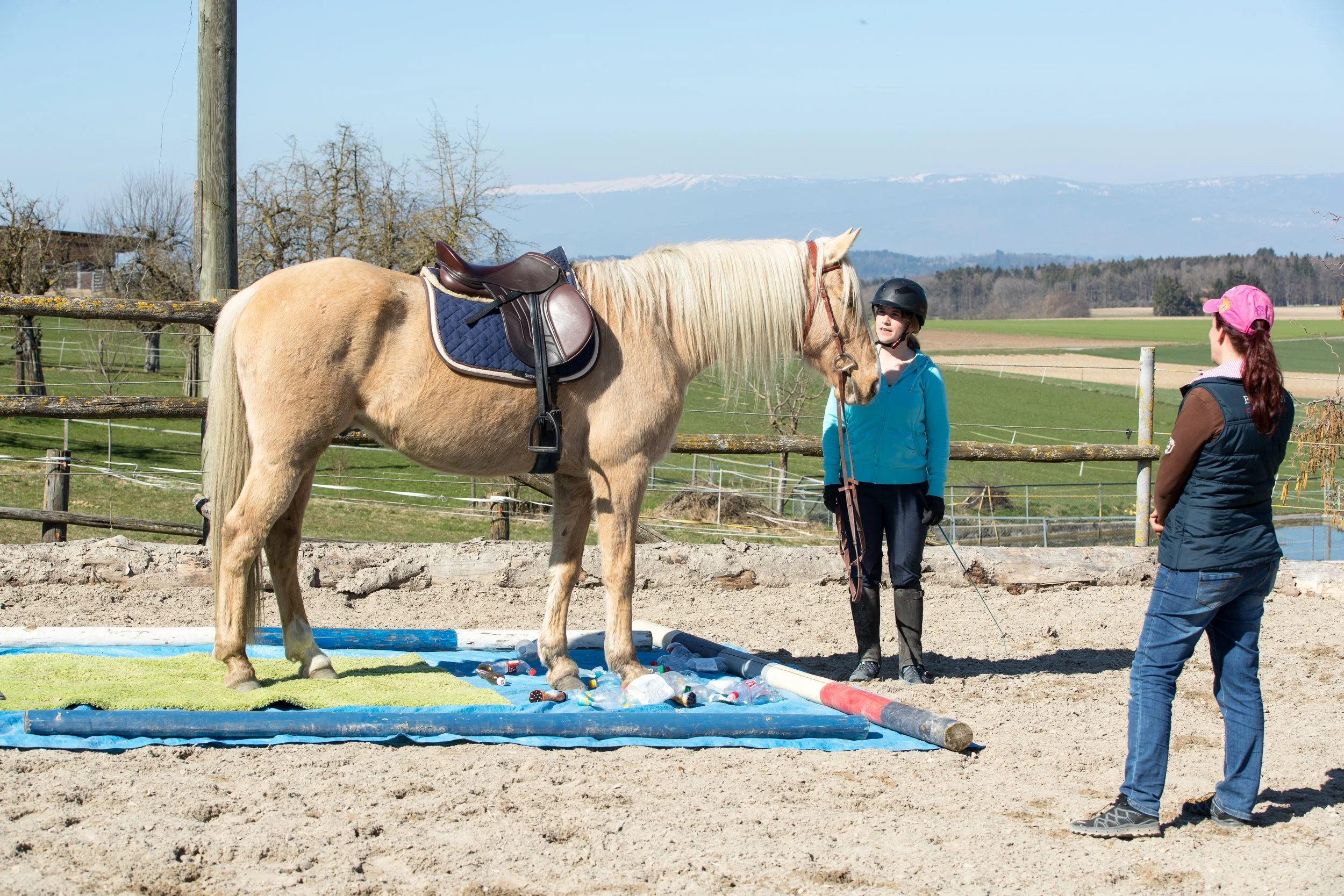 Gallery 1 — Equus Touch