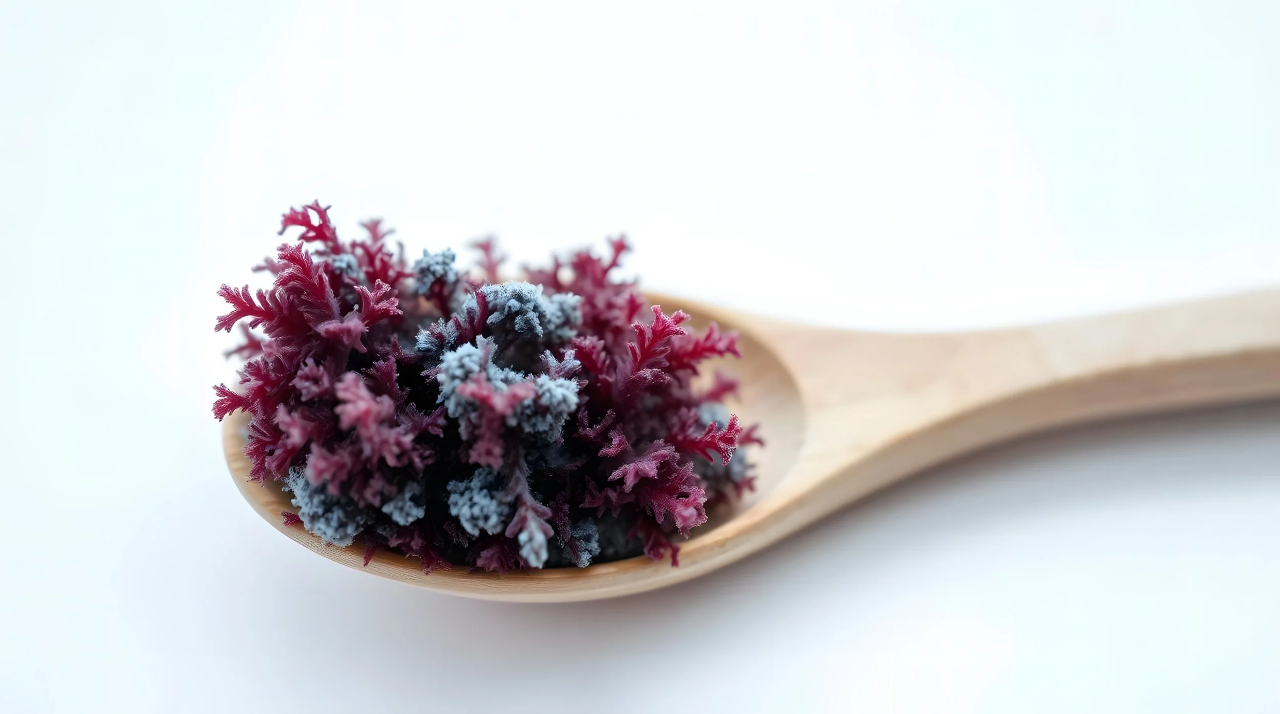 5 Reasons Why You Should Use Sea Moss in Your Self-Care Routine — Wave ...