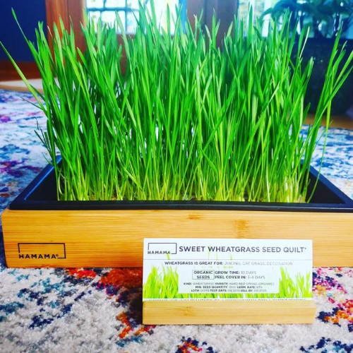 What are health benefits of Sprouts? — A Carrot a Day - Healthy Living Blog