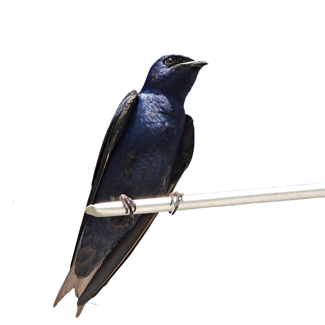 Purple Martins — Bird Safe Nashville