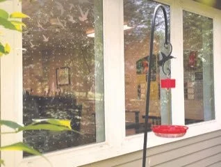 Preventing Bird Window Strikes — Bird Safe Nashville