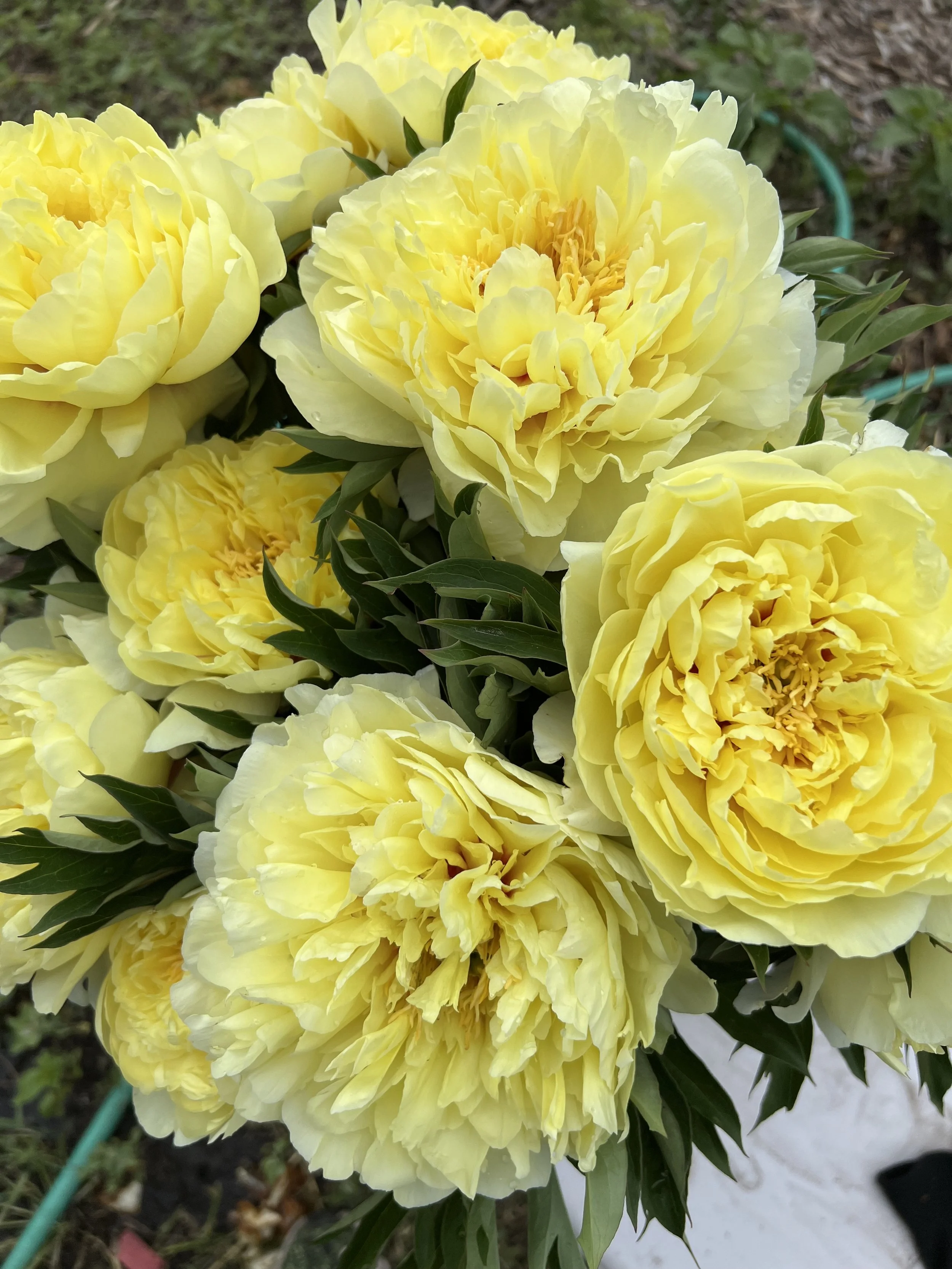 Peony Springs Exclusive Subscription 2026 (12 Stems) — Peony Springs