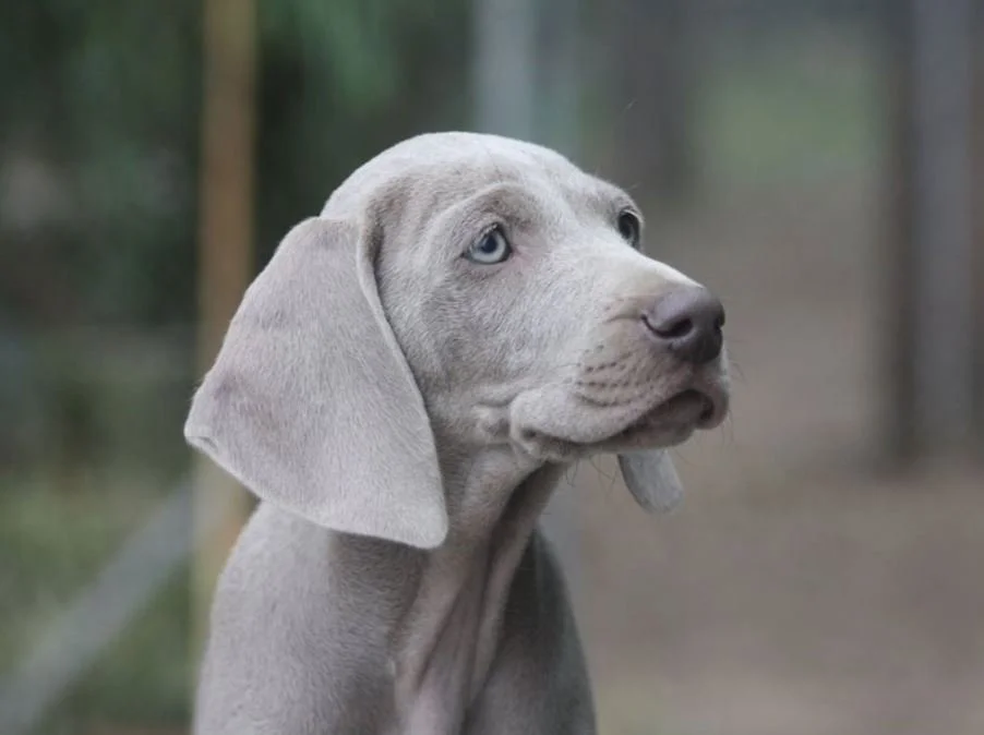 About The Weimaraner Breed Temperament Care Rocky Mountain Weimaraner