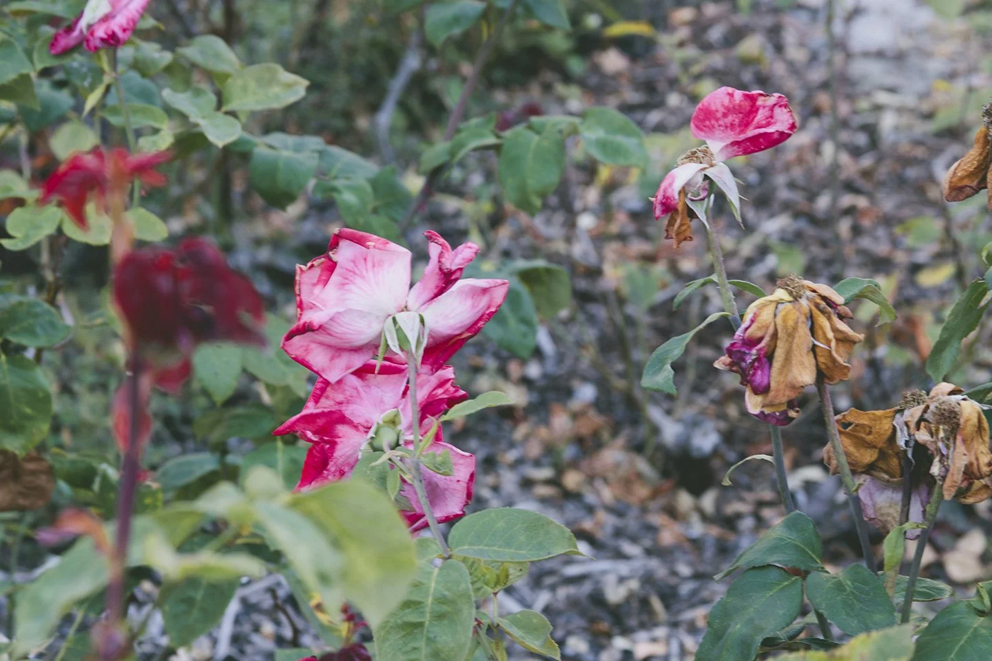 The Berkeley Rose Garden — Print Club Ltd.