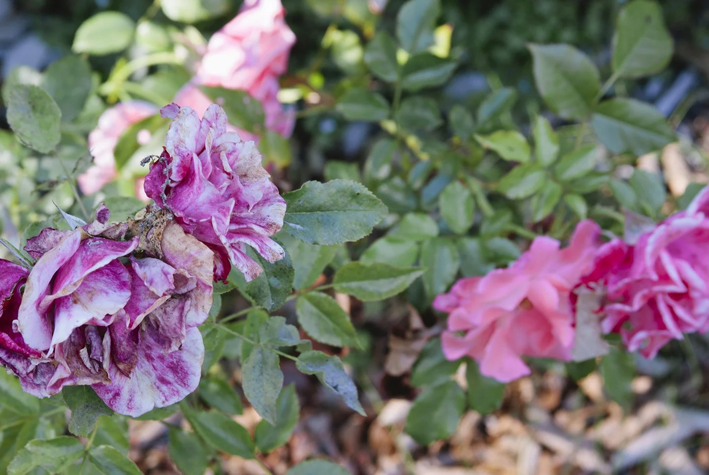 The Berkeley Rose Garden — Print Club Ltd.