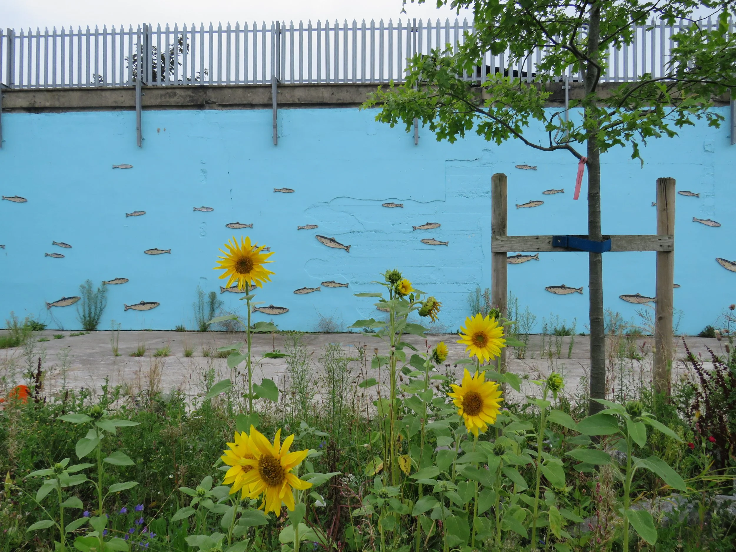 Salmon Weir — Mary Conroy