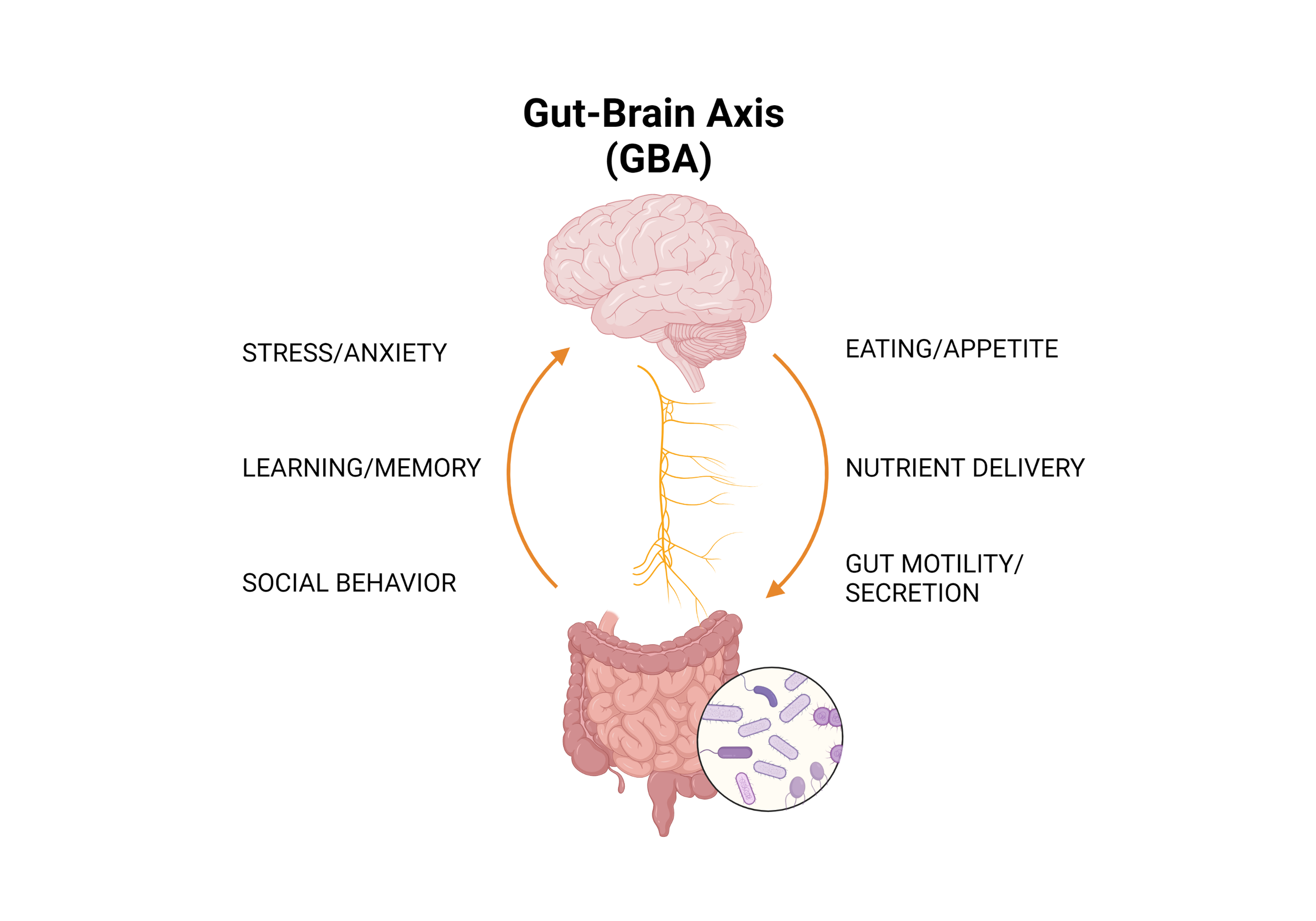Gut-Brain Axis — The Busbee Lab