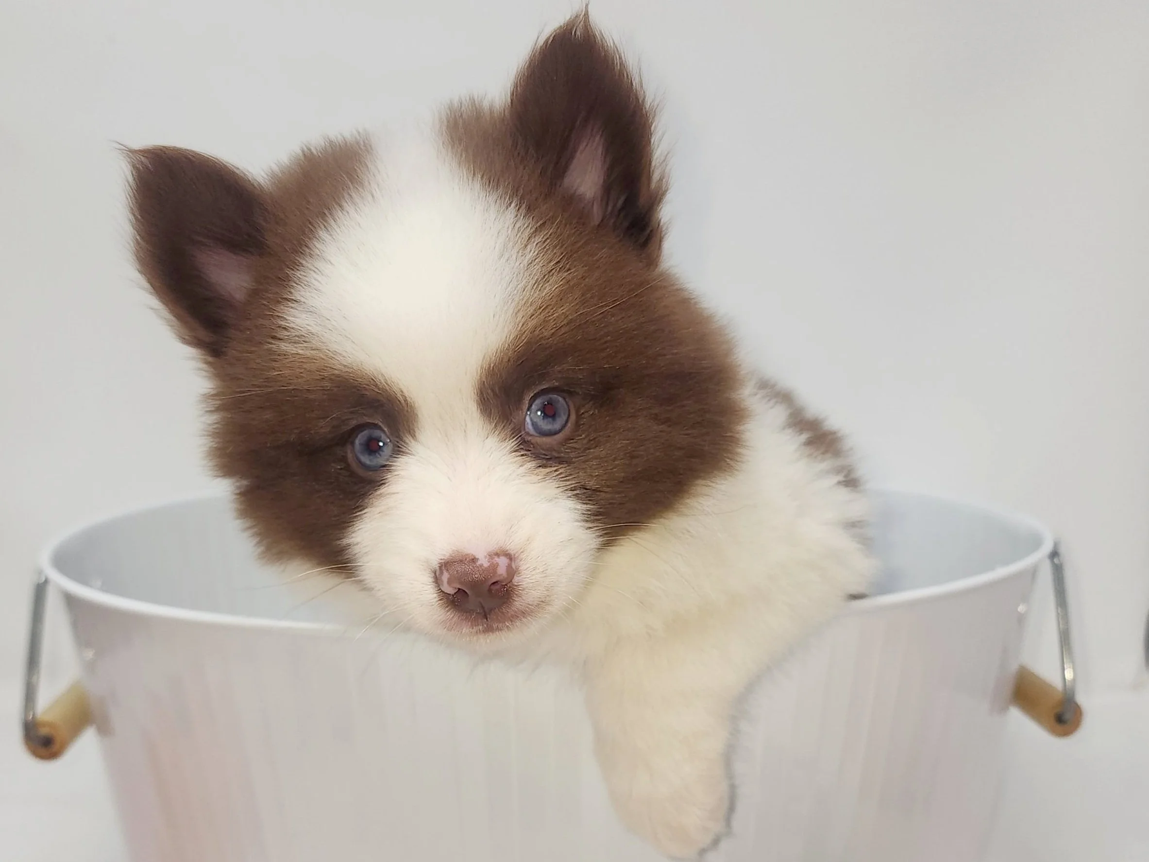 Pomsky Training & Care — Smoky Mountain Pomskies