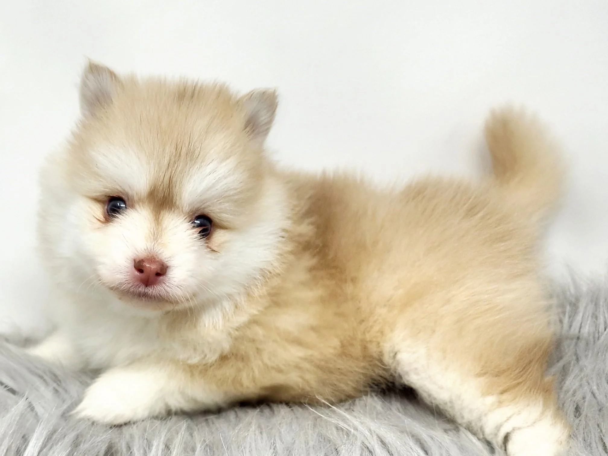 Pomsky Training & Care — Smoky Mountain Pomskies