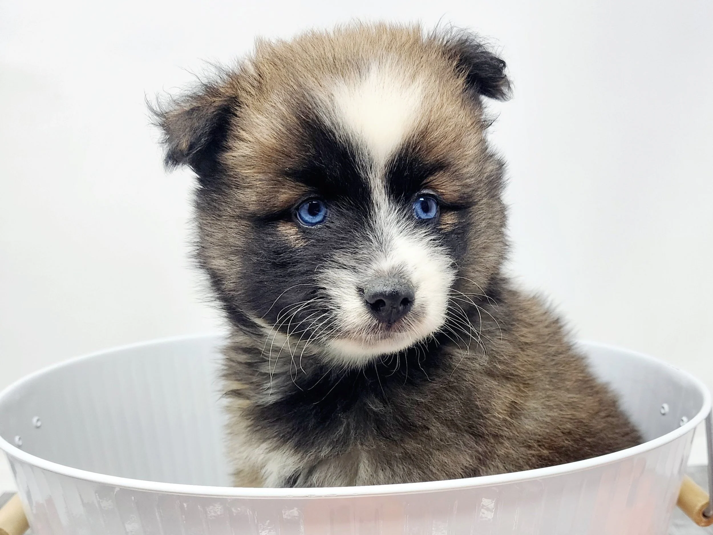 Pomsky Training & Care — Smoky Mountain Pomskies