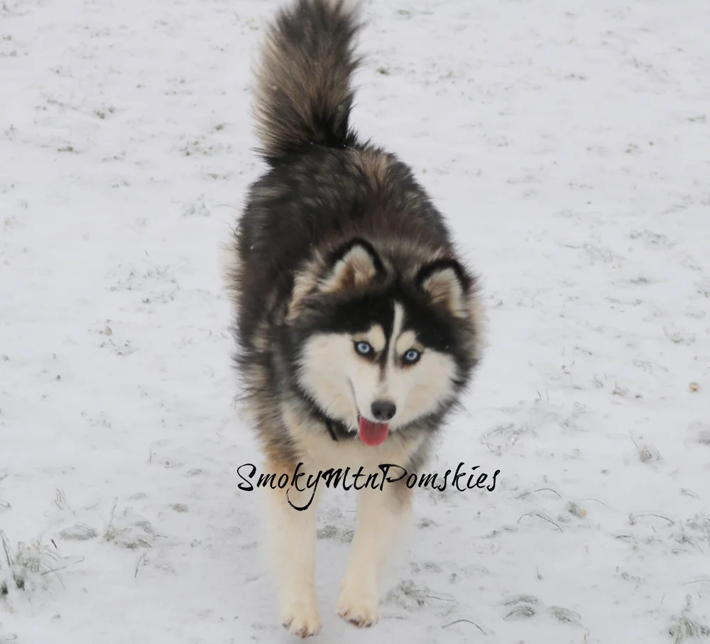 Meet Our Dams | Pomsky Breeder — Smoky Mountain Pomskies