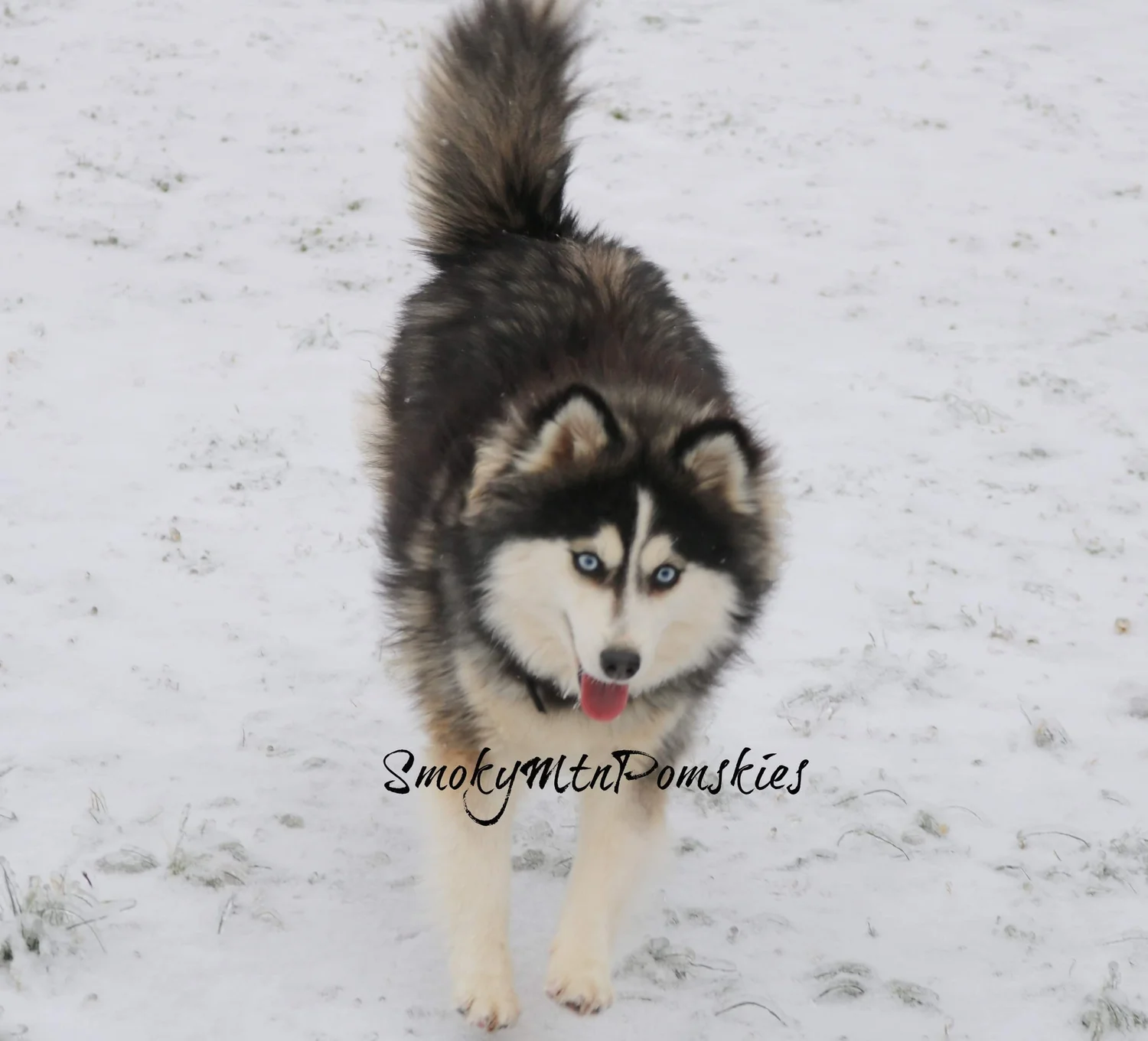 Meet Our Dams | Pomsky Breeder — Smoky Mountain Pomskies