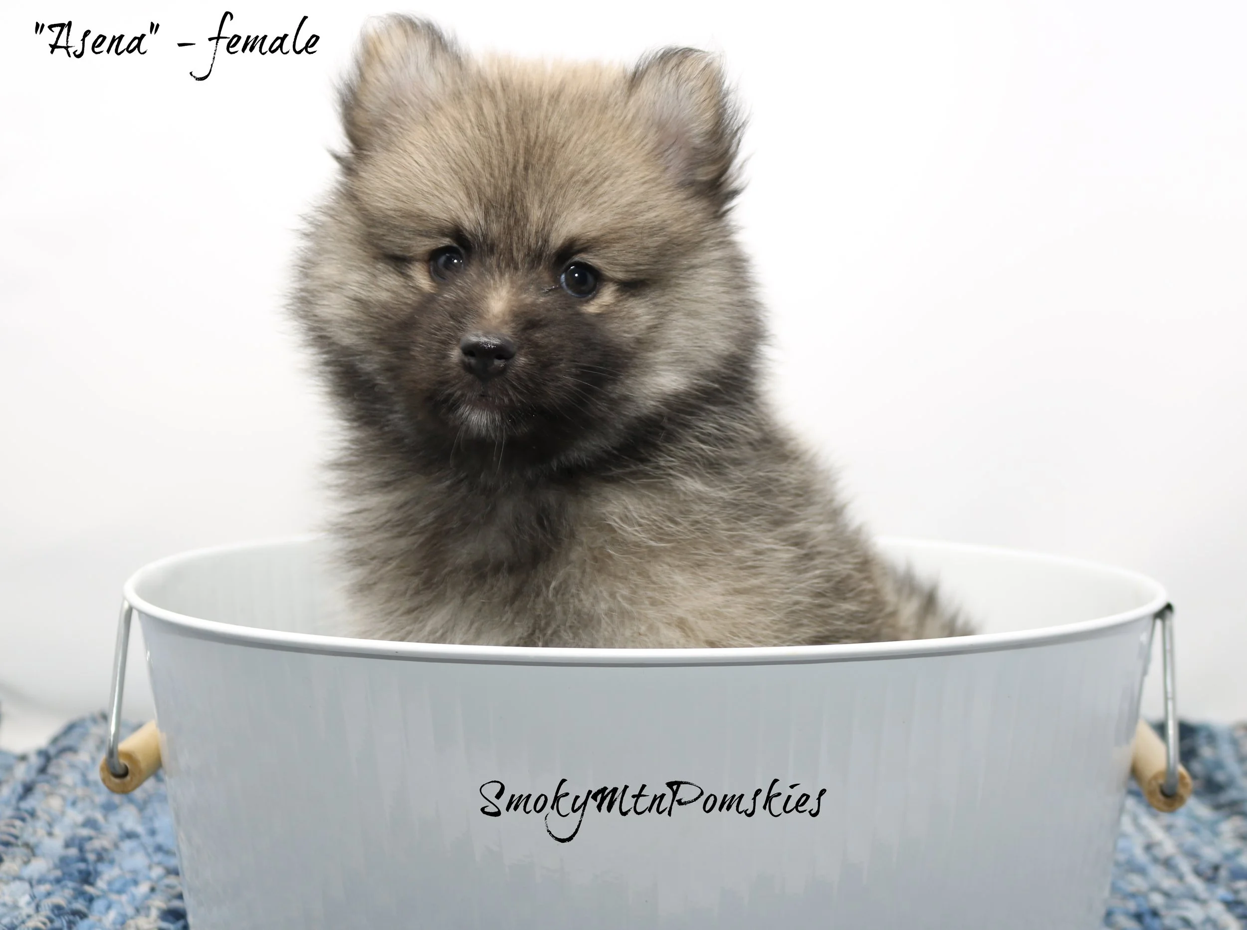 Past Pomsky Puppies | Pomsky Breeder — Smoky Mountain Pomskies