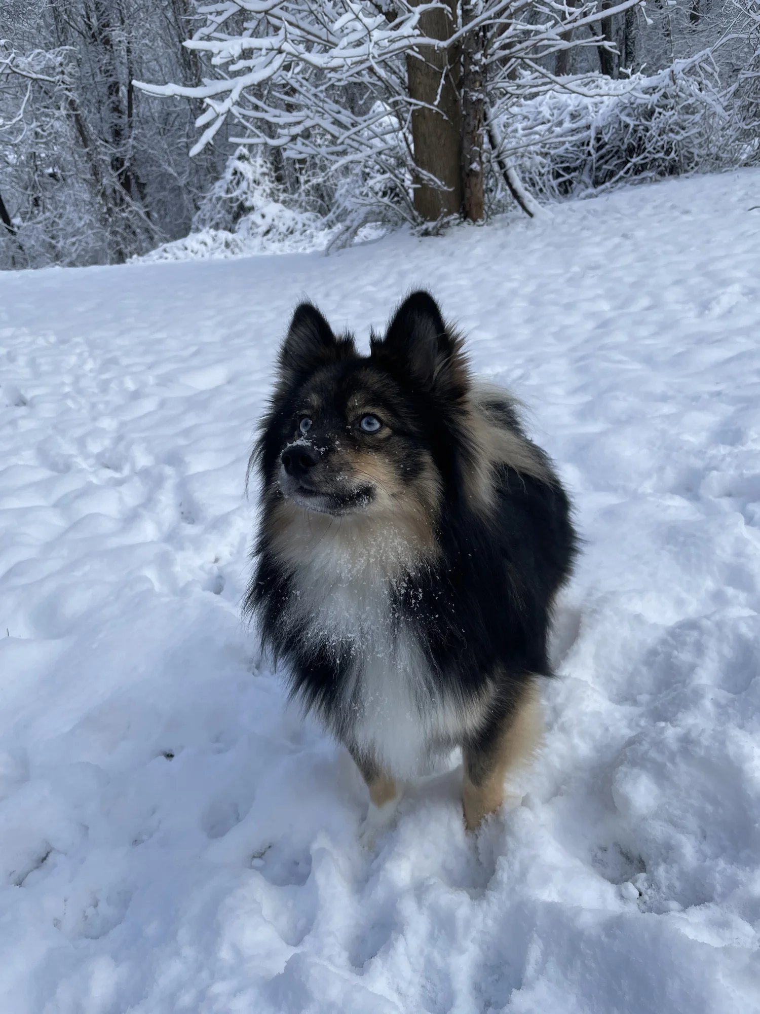 Past Pomsky Puppies | Pomsky Breeder — Smoky Mountain Pomskies