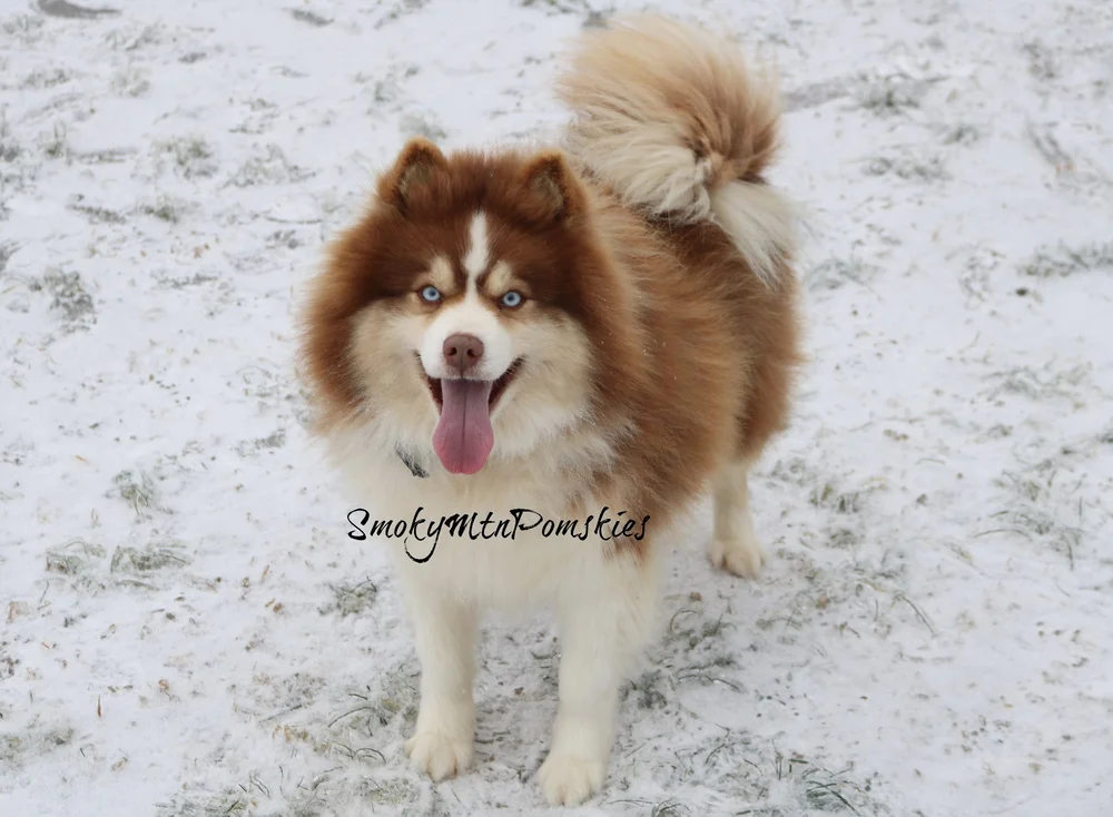 Meet Our Sires | Pomsky Breeder — Smoky Mountain Pomskies