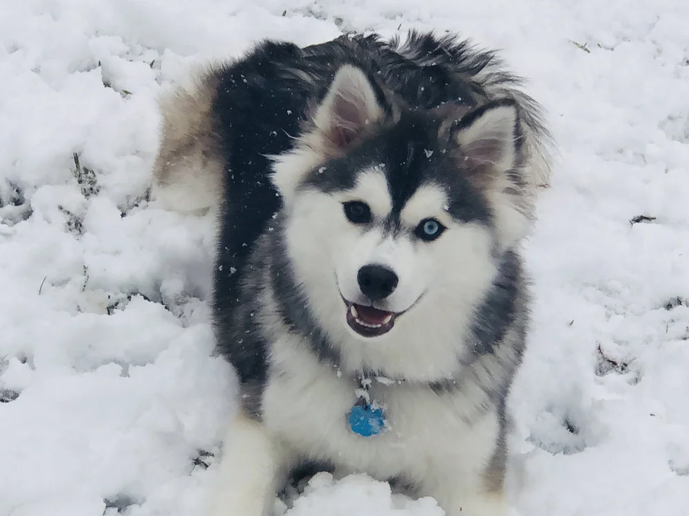 Past Pomsky Puppies | Pomsky Breeder — Smoky Mountain Pomskies