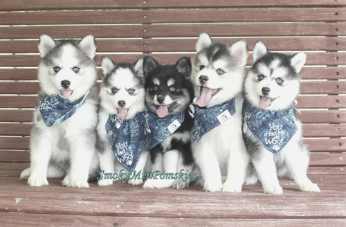 Smoky Mountain Pomskies | Quality Pomsky Puppy Breeder