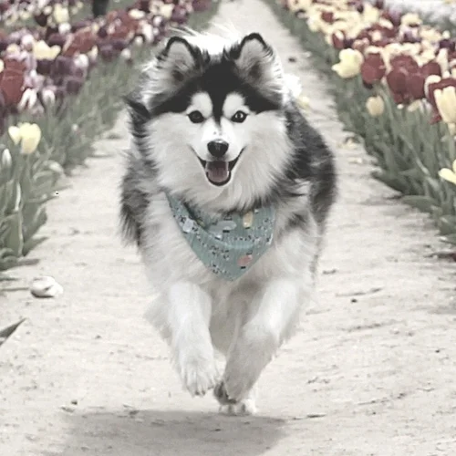 Smoky Mountain Pomskies | Quality Pomsky Puppy Breeder