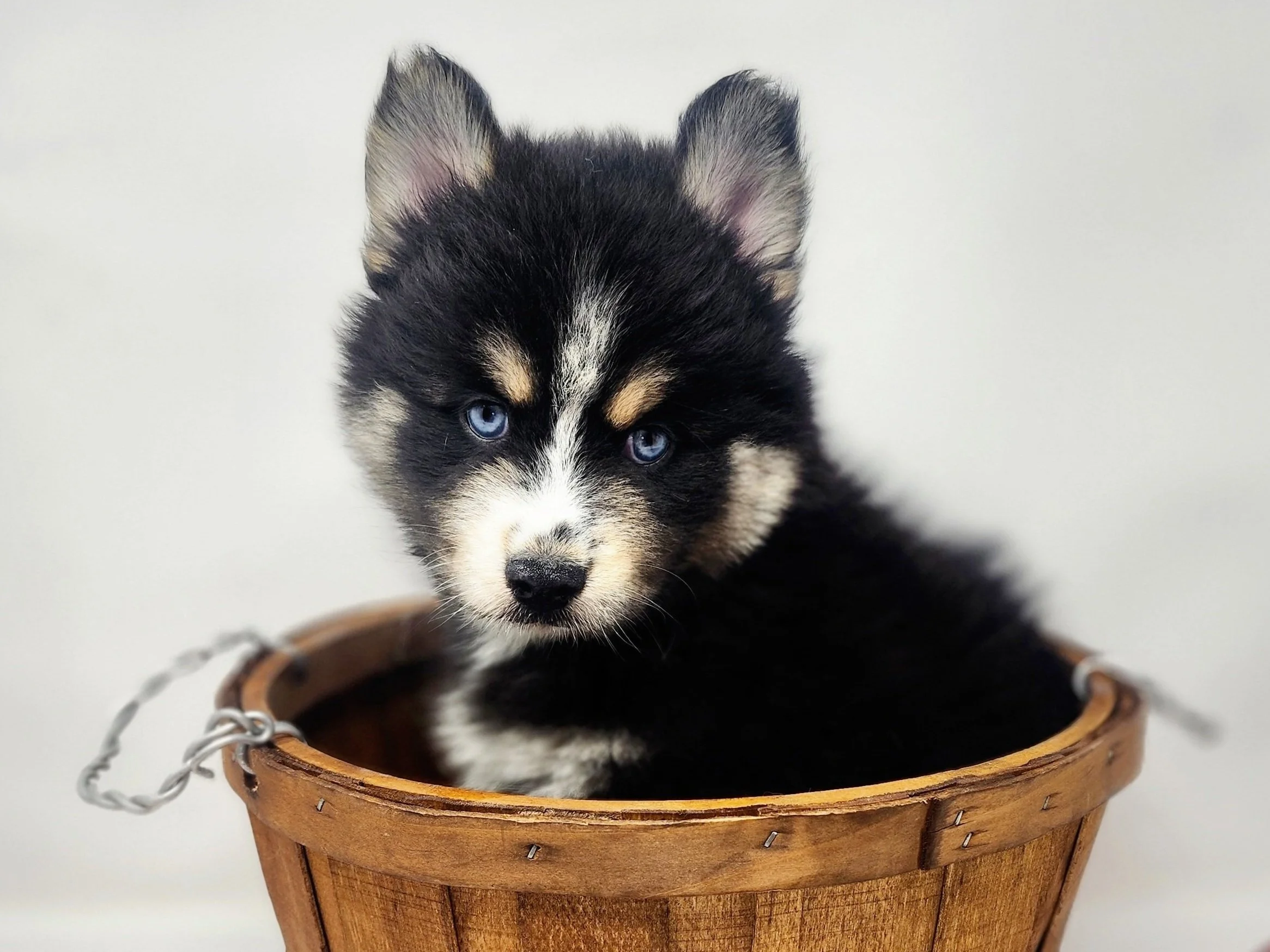 Pomsky Training & Care — Smoky Mountain Pomskies