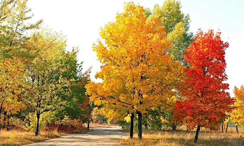 Charleston Horticultural Society