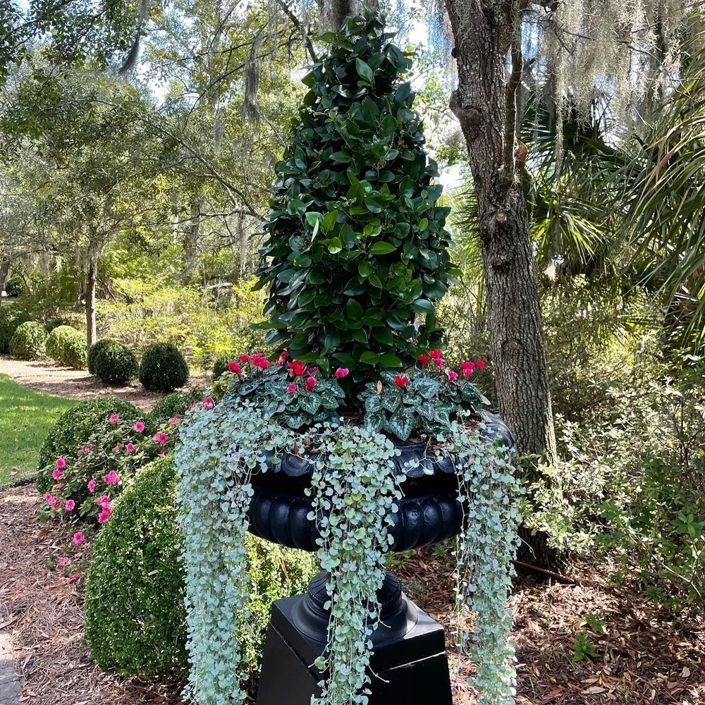 Charleston Horticultural Society