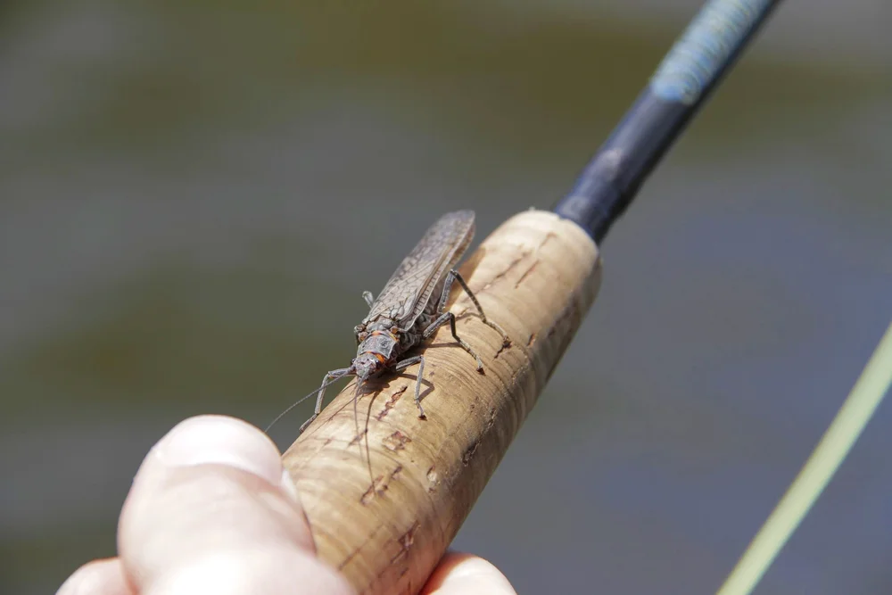 The Salmonfly Project