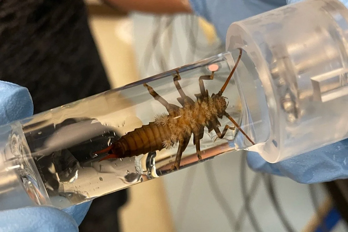 The Salmonfly Project