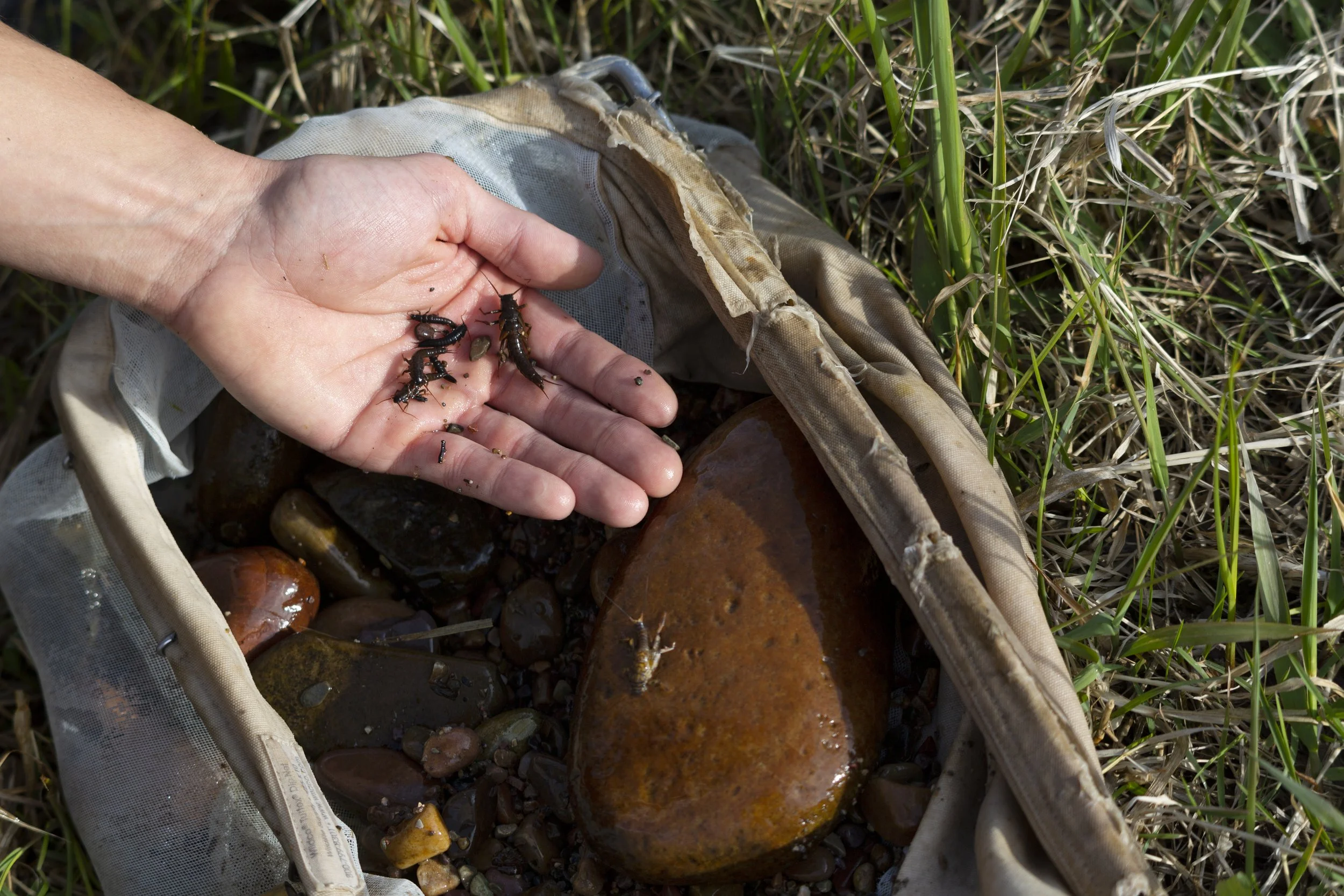 The Salmonfly Project