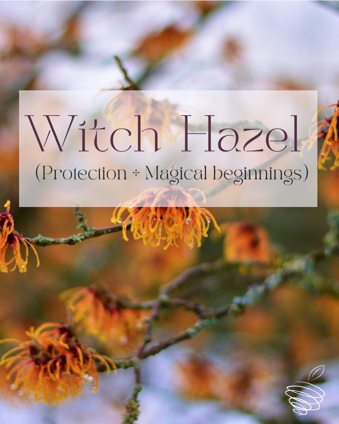 Witch Hazel {Protection + Magical Beginnings} — Nourishing Storm