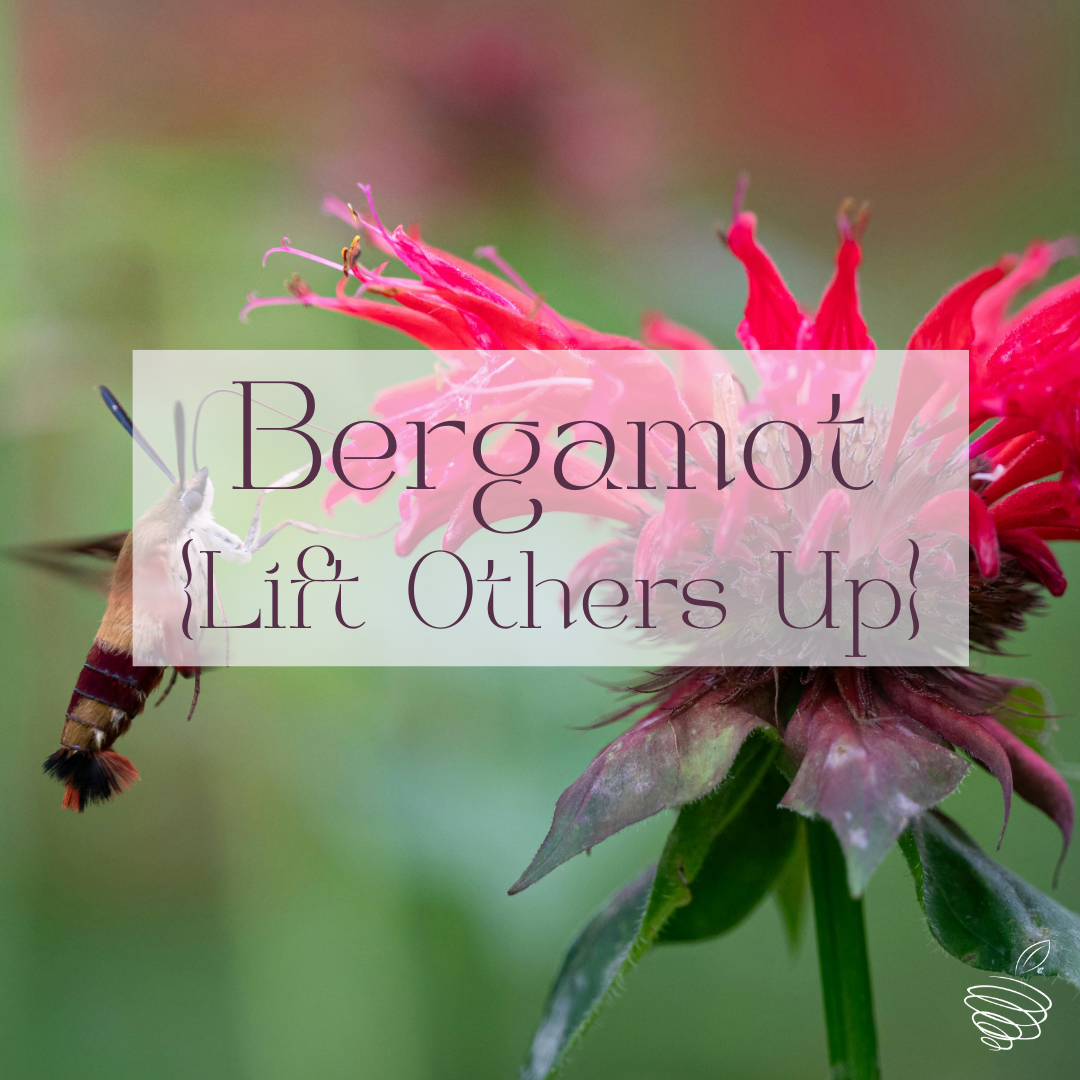 Bergamot {Lift Others Up} — Nourishing Storm
