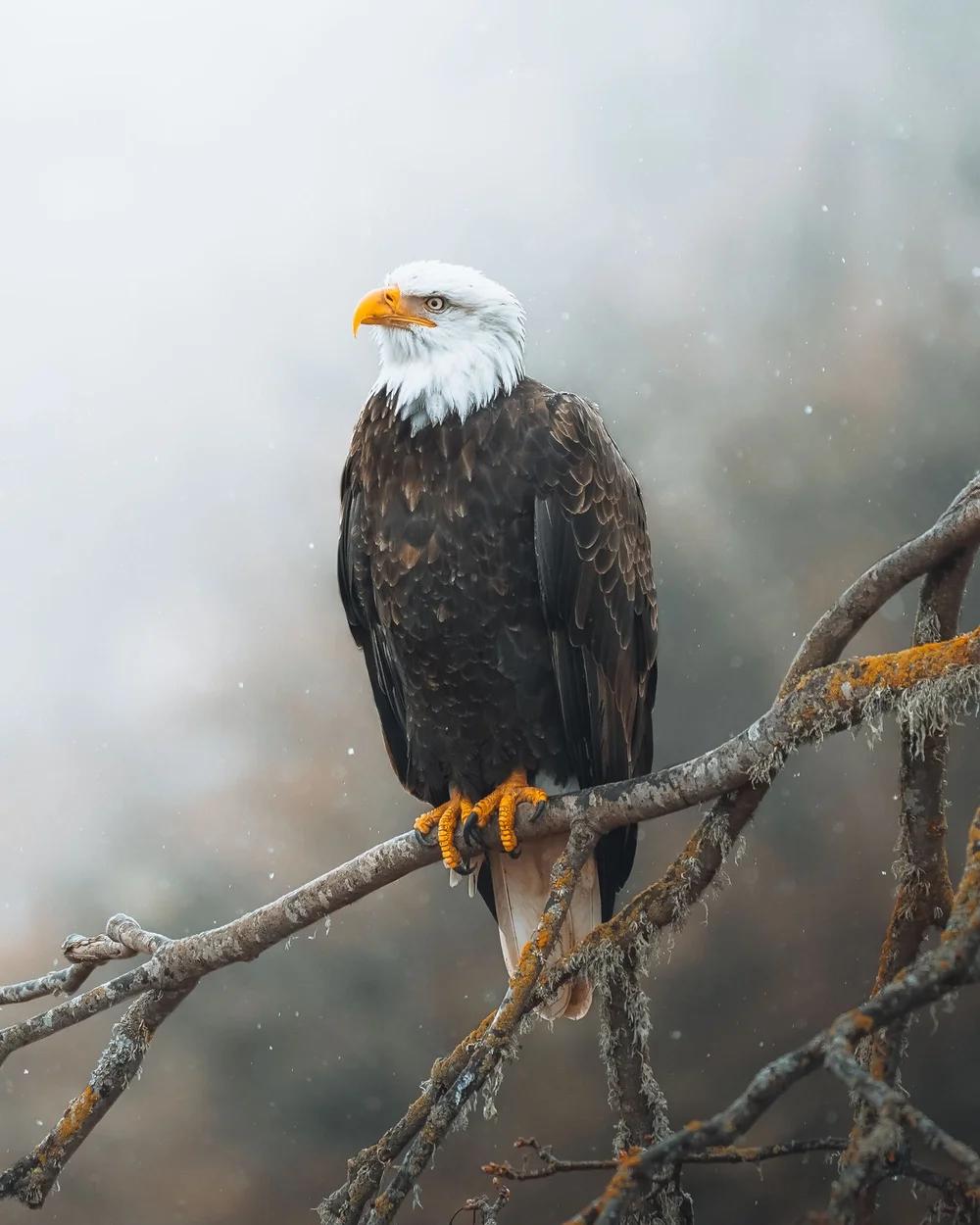 Outdoor Travel Wildlife Photography