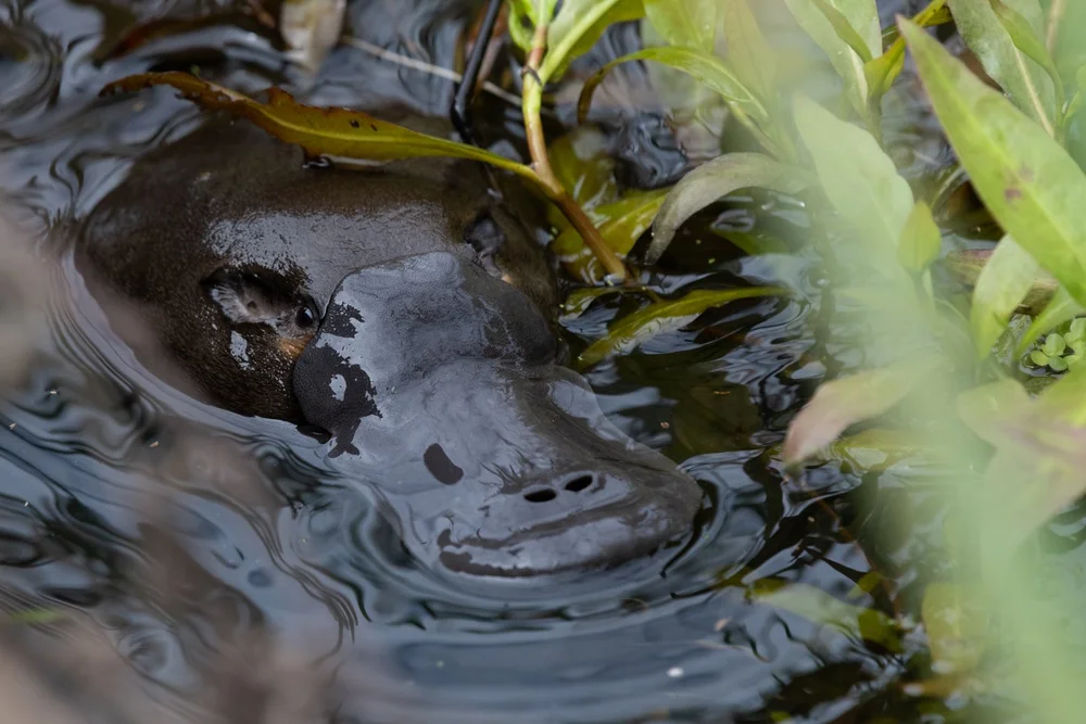 Freshwater Report Cards — Tamar Estuary and Esk Rivers Program