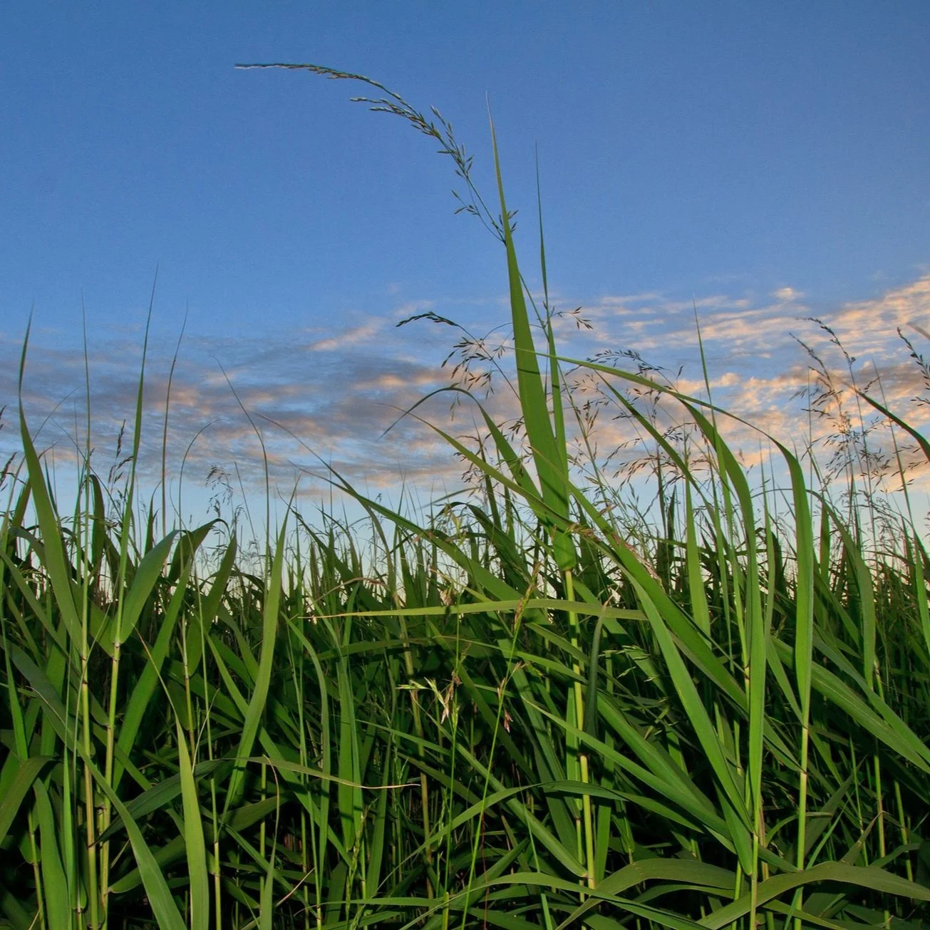 Tidal wetlands — Tamar Estuary and Esk Rivers Program
