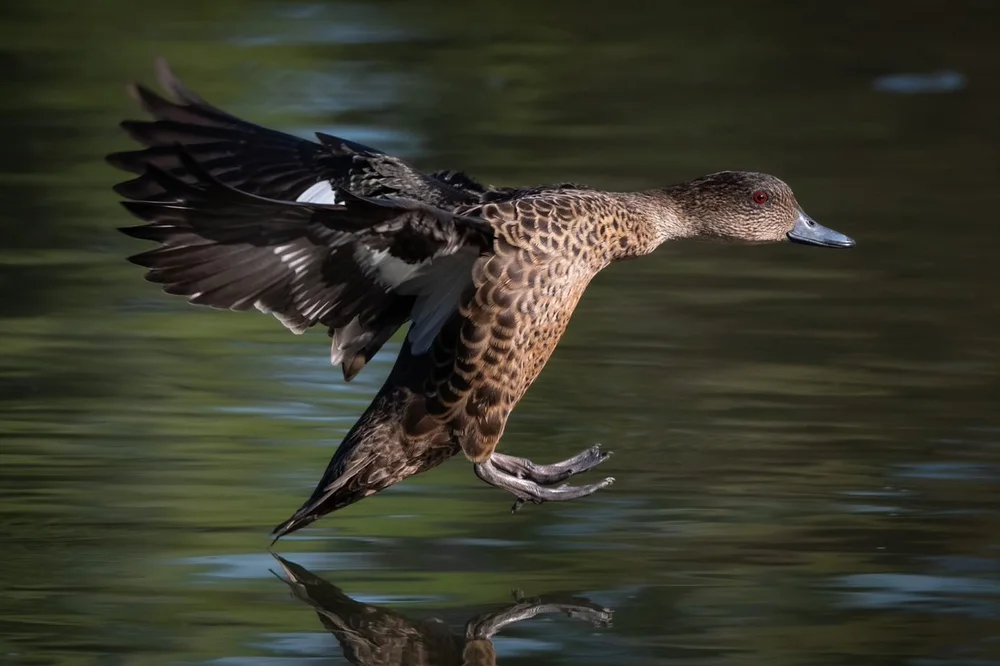 Birds of the kanamaluka / Tamar estuary — Tamar Estuary and Esk Rivers ...