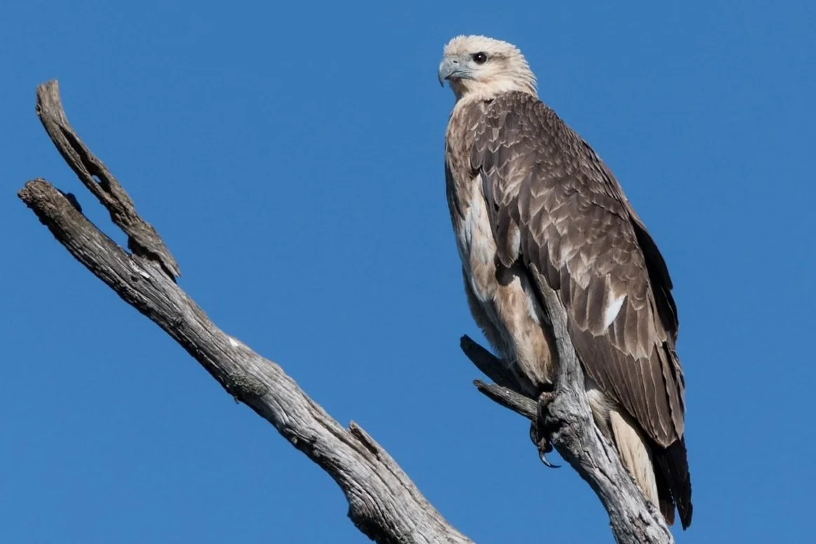 Birds of the kanamaluka / Tamar estuary — Tamar Estuary and Esk Rivers ...