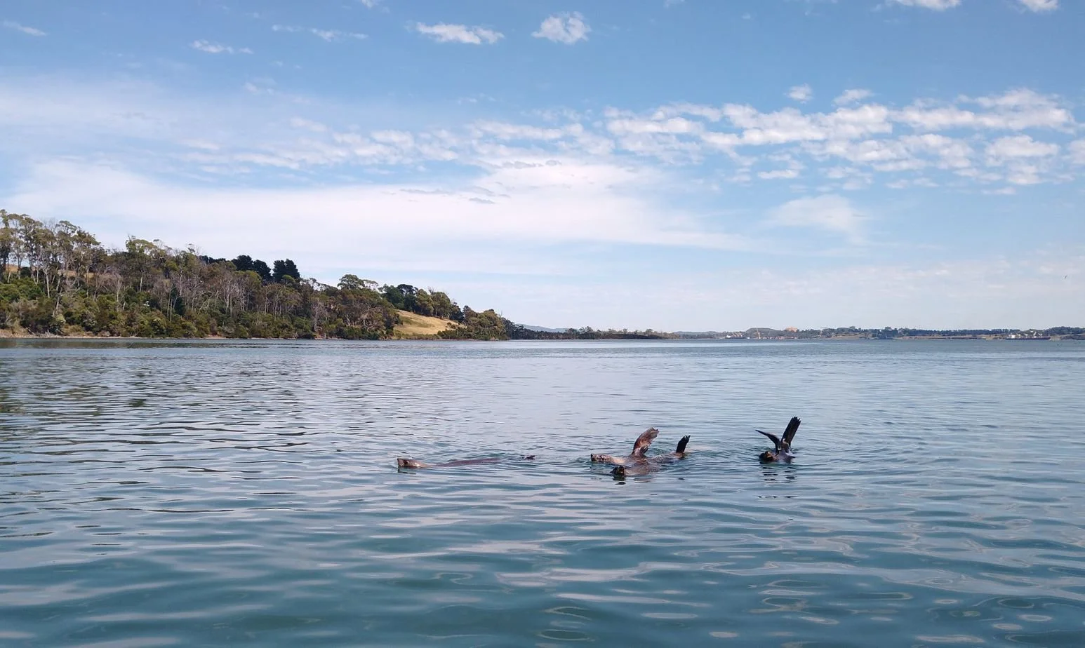 Seagrass condition — Tamar Estuary and Esk Rivers Program