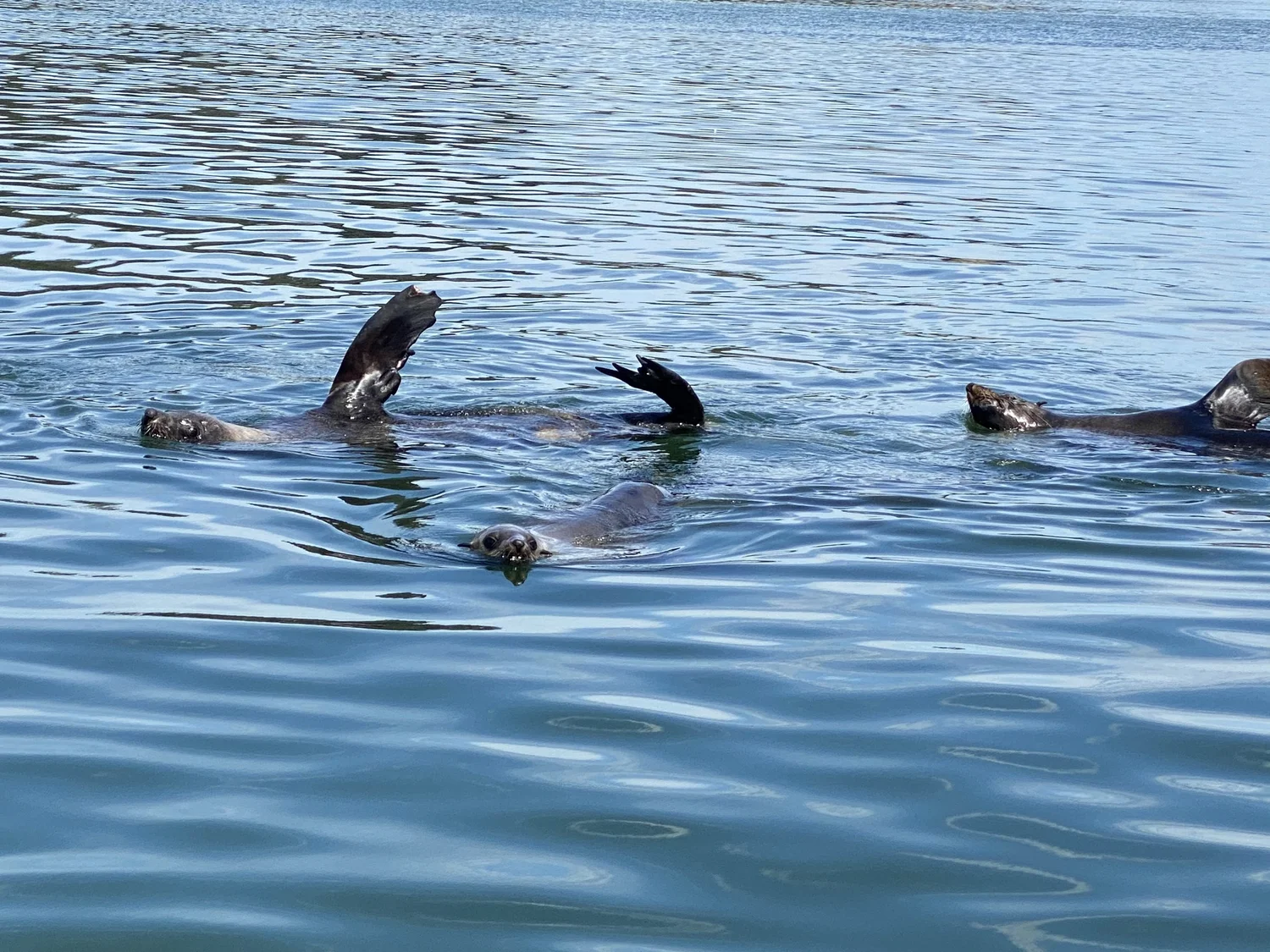 Program collaborators — Tamar Estuary and Esk Rivers Program