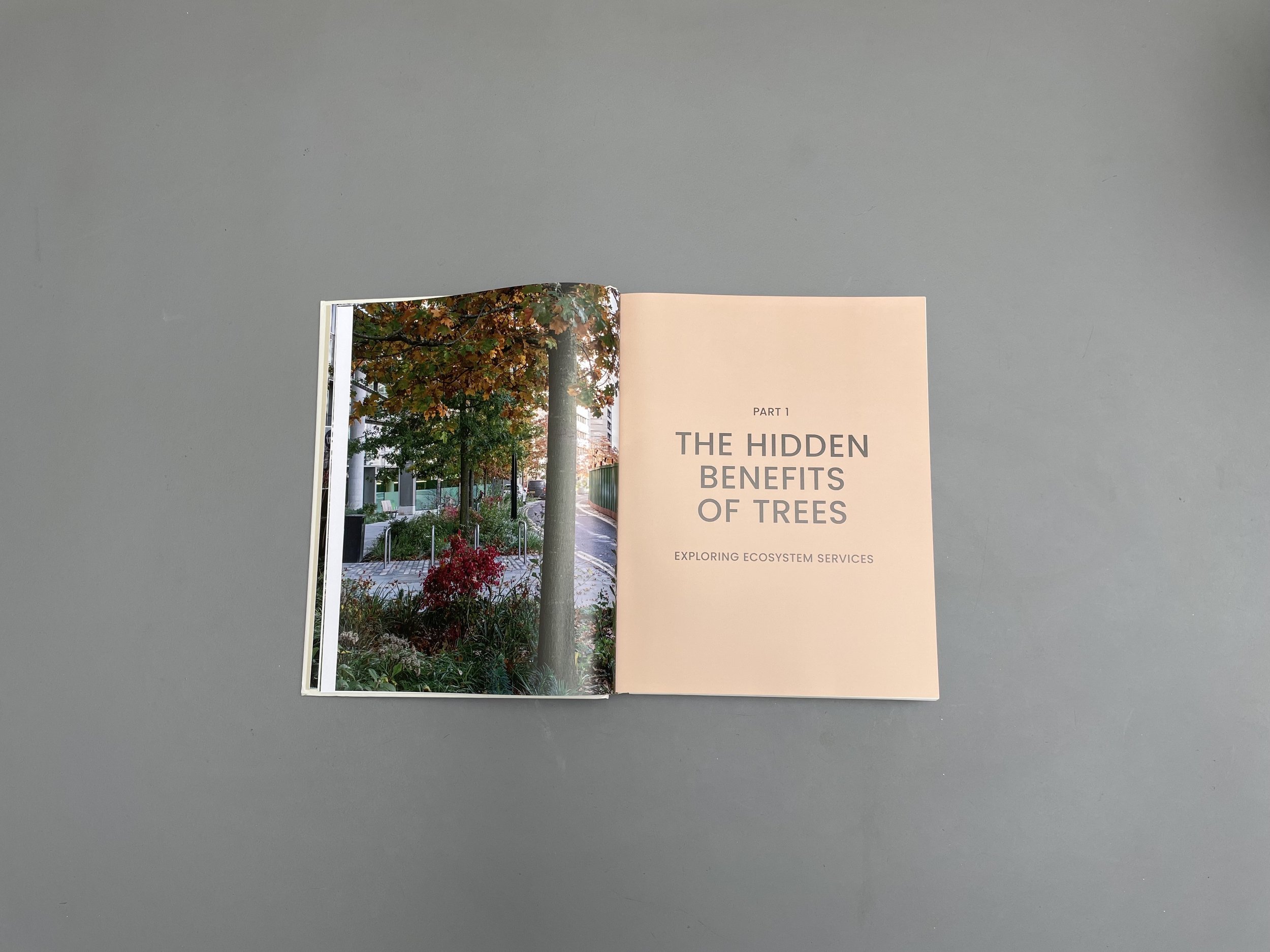 The Essential Tree Selection Guide — Filbert Press The Essential Tree Selection Guide — Filbert Press