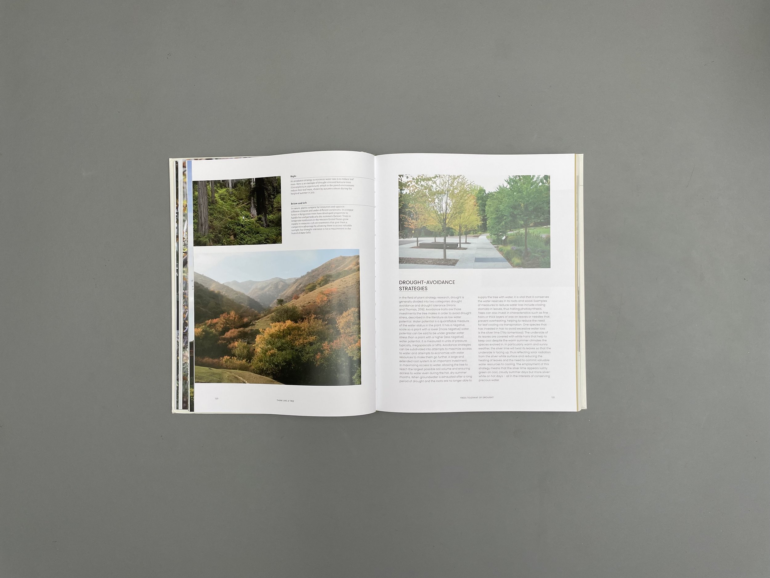 The Essential Tree Selection Guide — Filbert Press The Essential Tree Selection Guide — Filbert Press