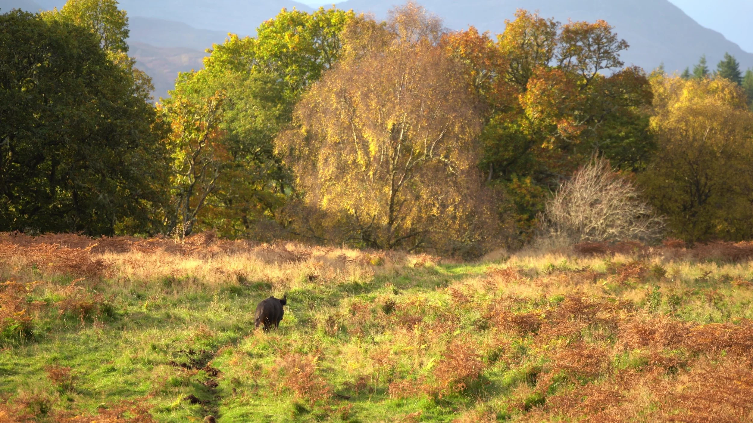 Wild Boar — Highlands Rewilding