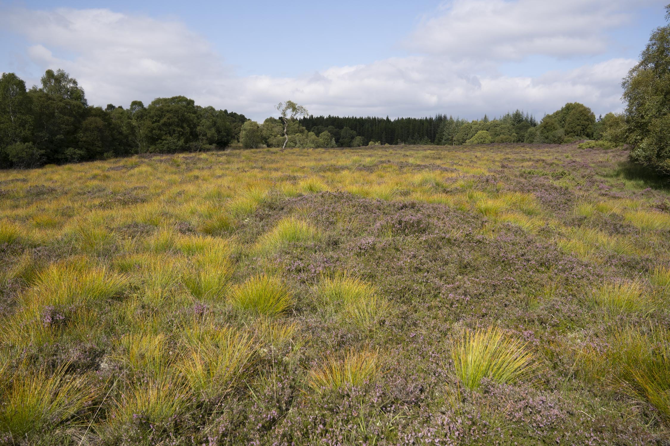 Bunloit Estate — Highlands Rewilding