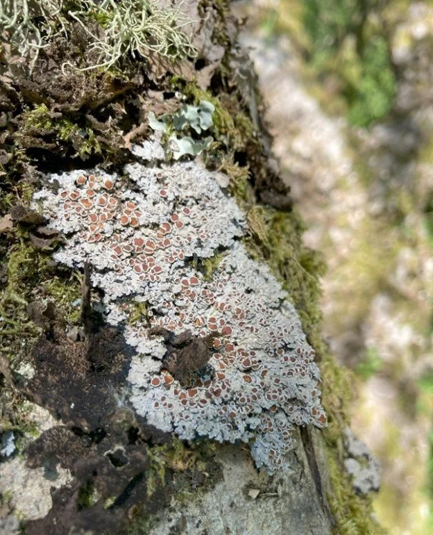 Rainforest Assessment Day at Tayvallich — a whole lot of lichens ...