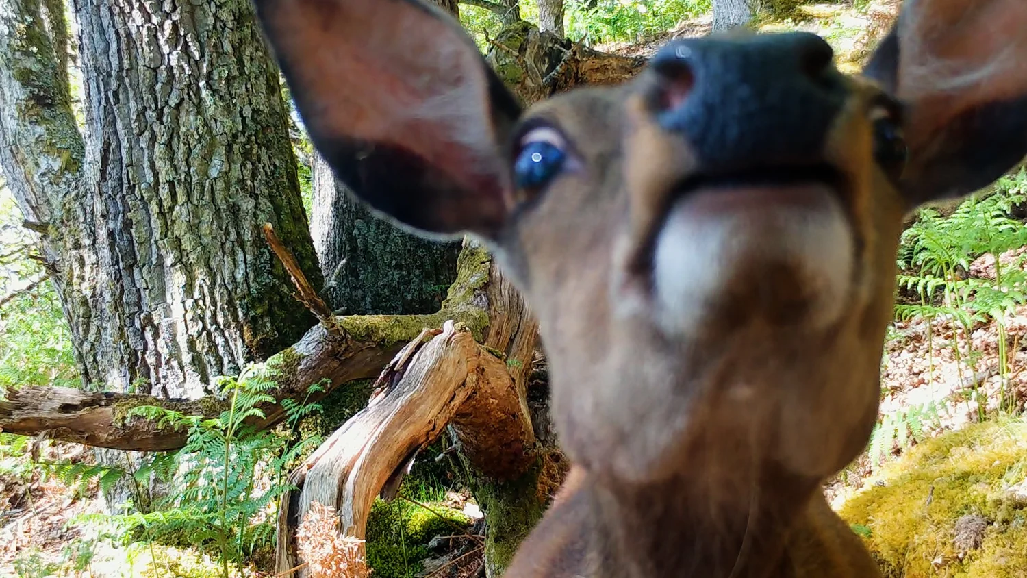 New Research — Scotland's iconic Red deer threatened by invasive super ...