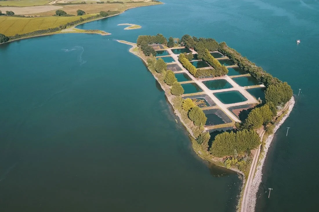 Key challenges and solutions in large scale native oyster restoration ...