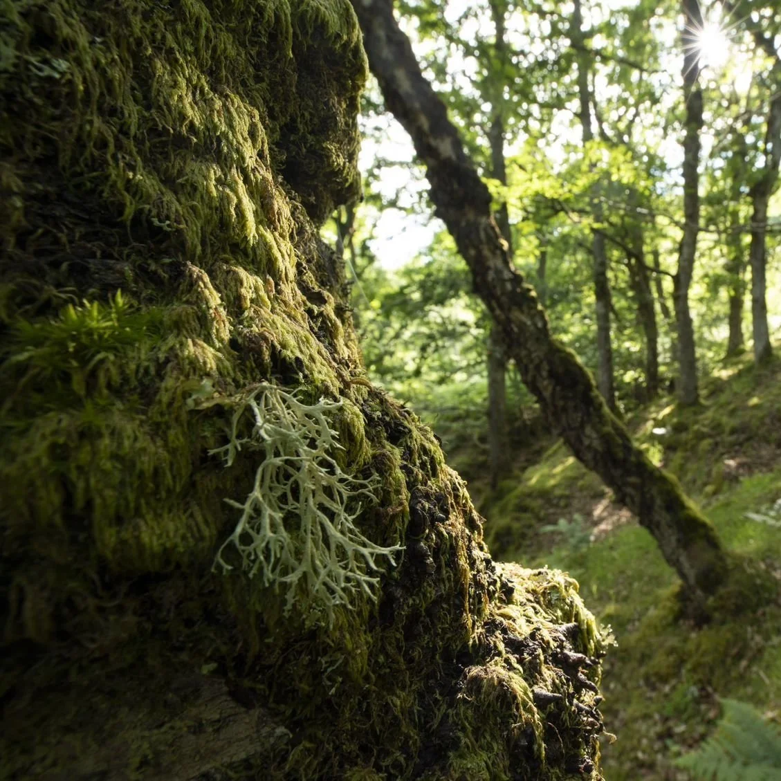 OSPREY Natural Capital Services and Partnerships — Highlands Rewilding