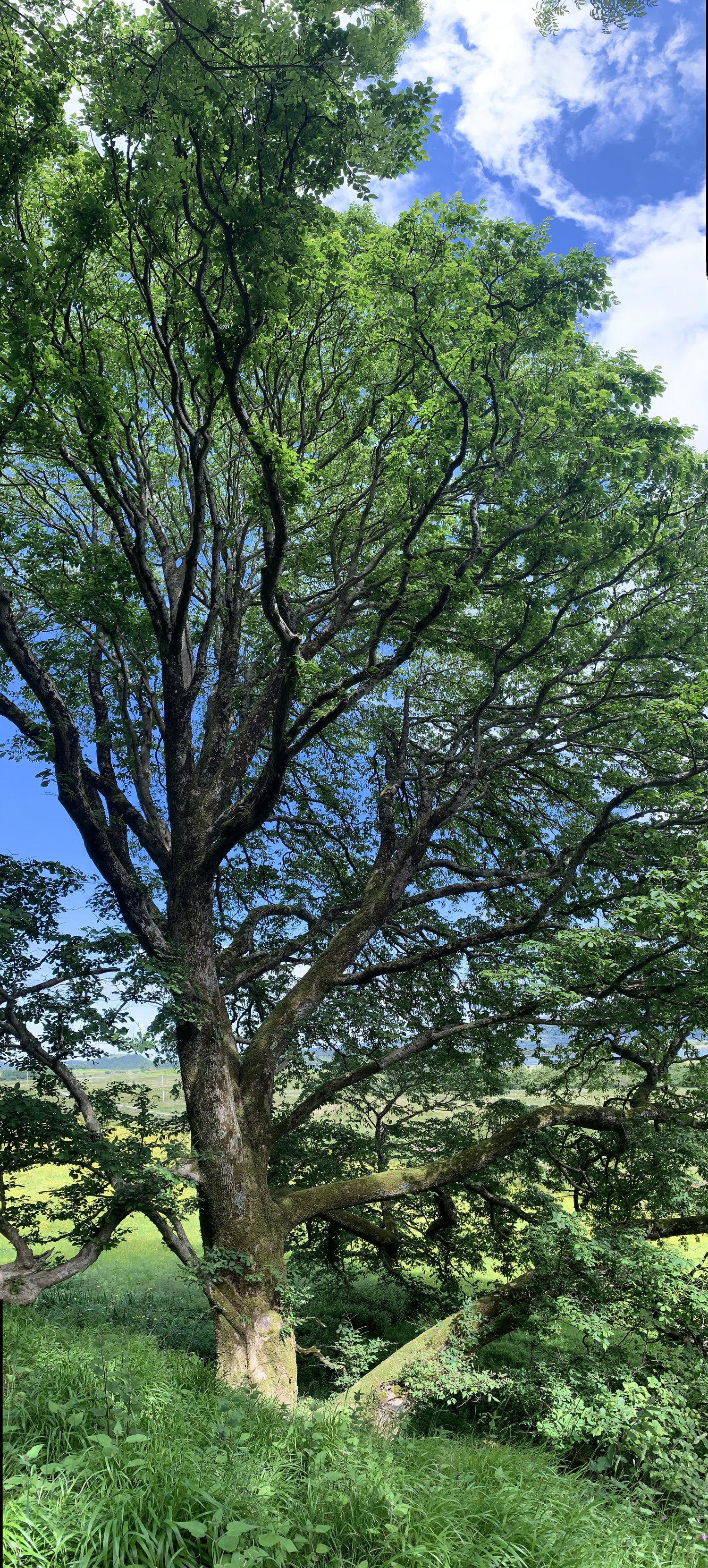 Wolf Trees of Scotland — Highlands Rewilding