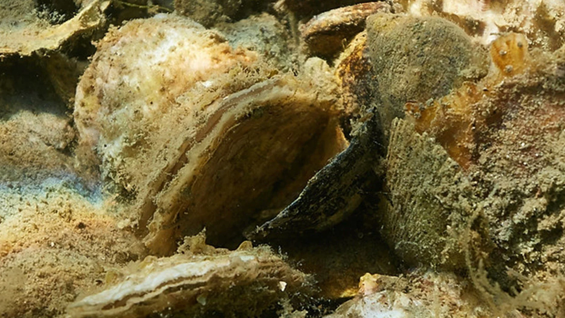 Key challenges and solutions in large scale native oyster restoration ...