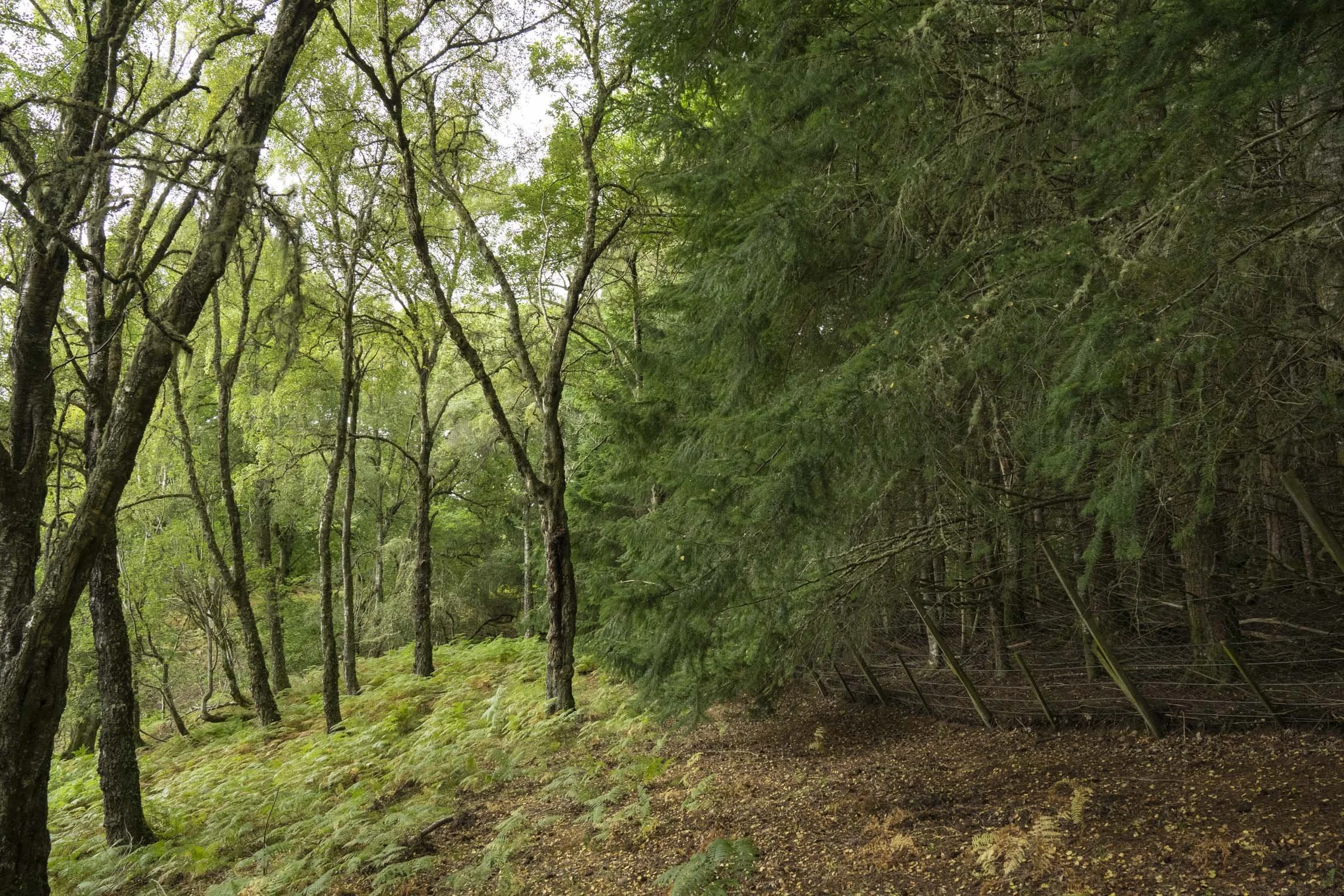 Transforming Forestry on Bunloit Estate — Highlands Rewilding