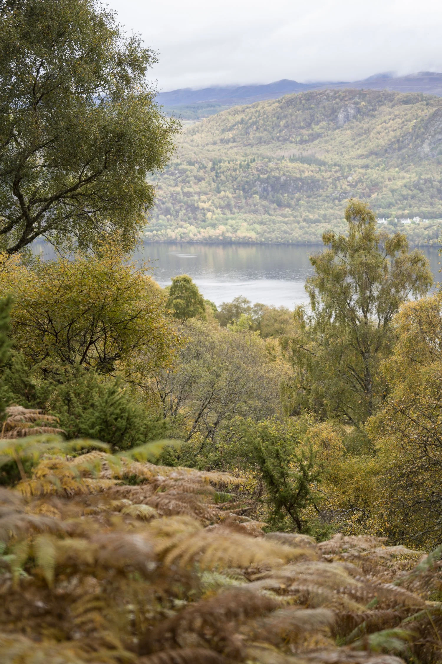 Bunloit Estate — Highlands Rewilding